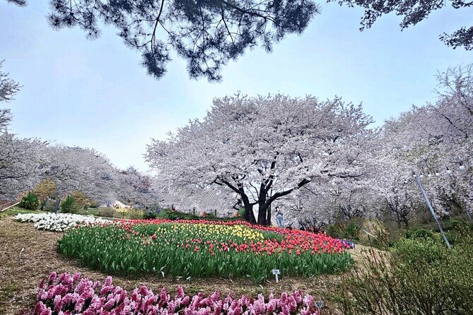 Seoul Cherry Blossom and Hanok Experience Private Car Tour - The Sum Up: Who Will Love This Tour?