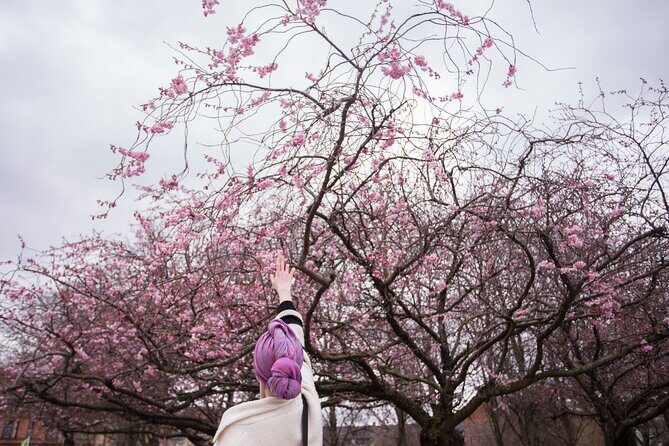 Seoul Cherry Blossom and Spring Experience Walking Tour - Key Points