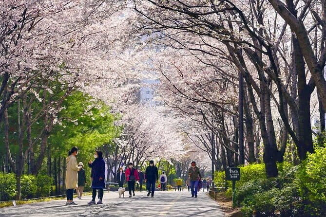 Seoul Cherry Blossom Walking Tour to Gyeongui Line Park - Getting to Know the Itinerary