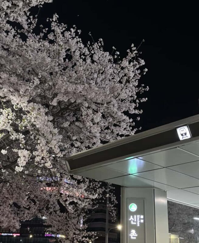 Seoul City Cherry Blossom Private Sightseeing Tour - Key Points