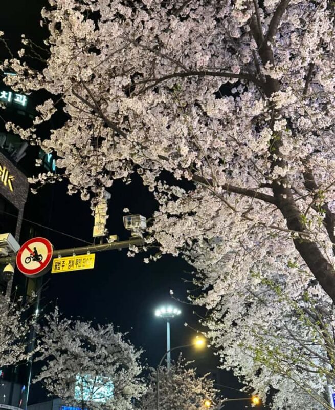Seoul City Cherry Blossom Private Sightseeing Tour - Final Thoughts: Is This Tour for You?