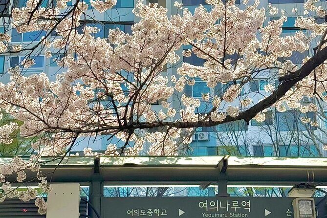 Seoul City Cherry Blossom Private Sightseeing Tour - Detailed Itinerary Breakdown