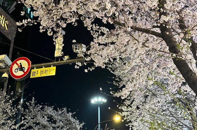 Seoul City Cherry Blossom Private Sightseeing Tour - The Sum Up