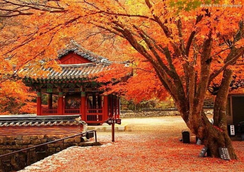 Seoul: Classic Naejangsan National Park Shuttle Bus - Discovering Naejangsan National Park: A Cultural and Natural Jewel