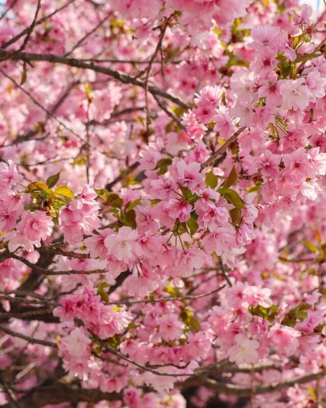 Seoul Day Tour: Suwon Hwaseong Fortress & Cherry Blossoms - Key Points