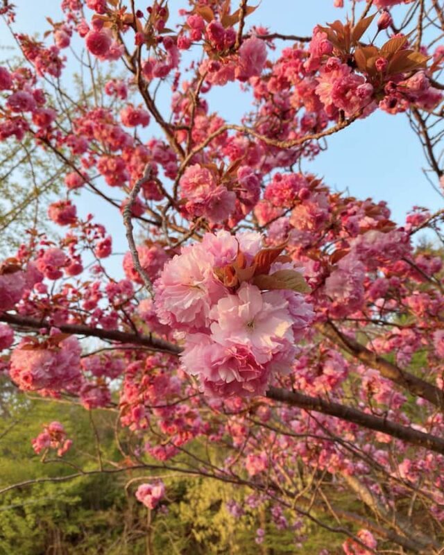 Seoul Day Tour: Suwon Hwaseong Fortress & Cherry Blossoms - An In-Depth Look at the Tour Experience