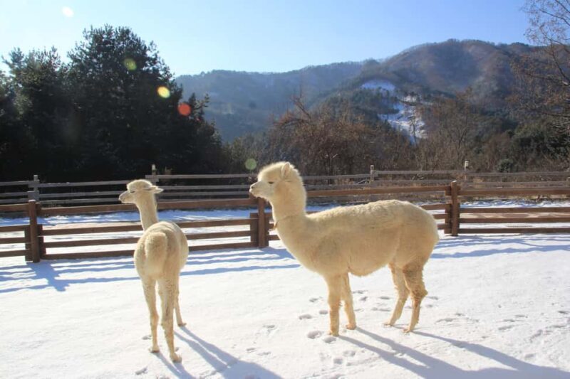 Seoul: Eobi Ice Valley, Alpaca World, Nami Island and More - Key Points