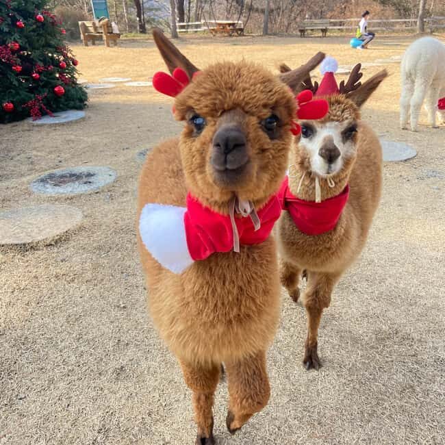 Seoul: Eobi Ice Valley, Alpaca World, Nami Island and More - FAQ