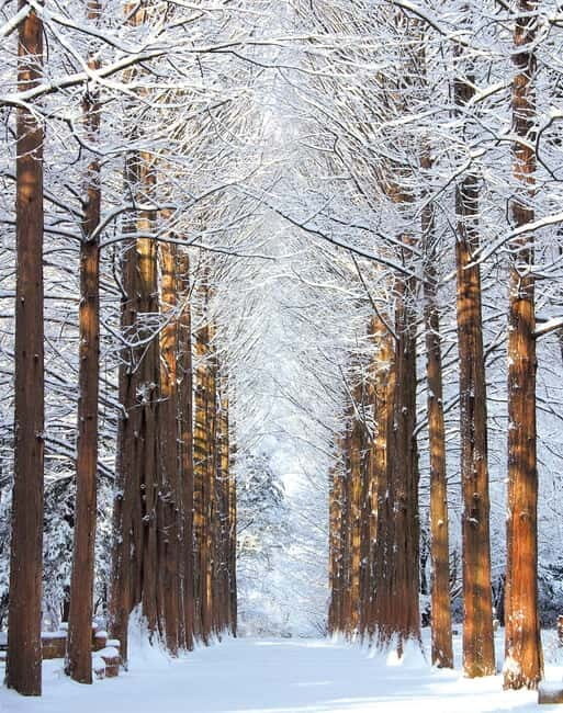 Seoul: Eobi Valley(Winter), Strawberry, Nami Island and Bike - Analyzing Value and Cost