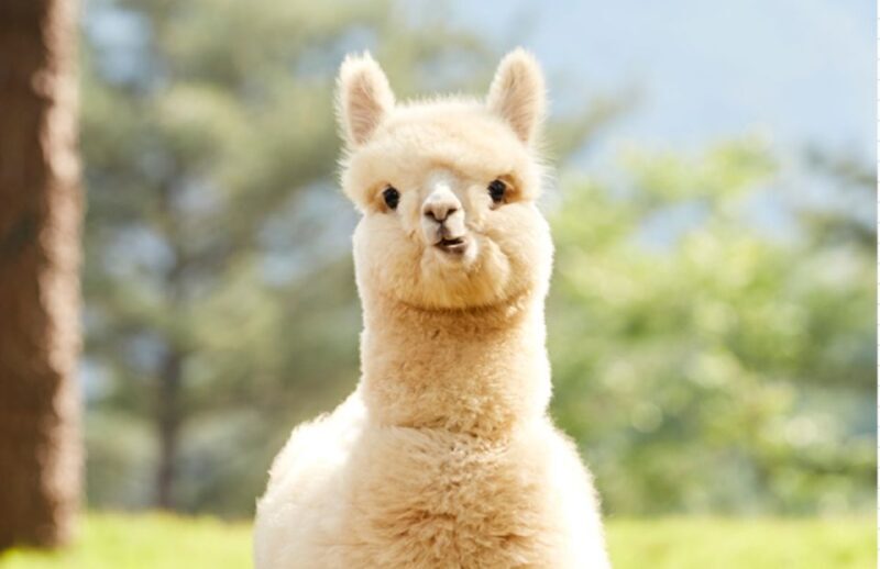 Seoul: Gangwon-do Day Trip with Alpaca World & Nami Island - What Travelers Say About the Tour