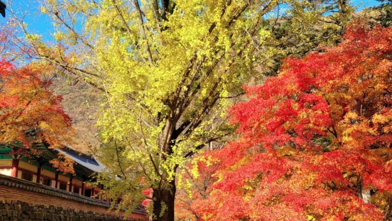 Seoul: Hwadamsup & Luge & Korea Folk Village One Day Tour - Practical Details and Tips