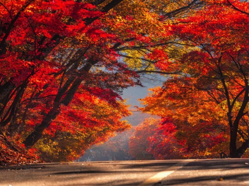 Seoul: Hwadamsup & Luge & Korea Folk Village One Day Tour - Who This Tour Is Best For