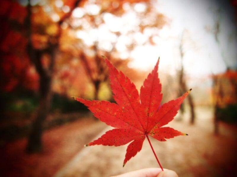 Seoul: Hwadamsup & Luge & Korea Folk Village One Day Tour - Final Thoughts