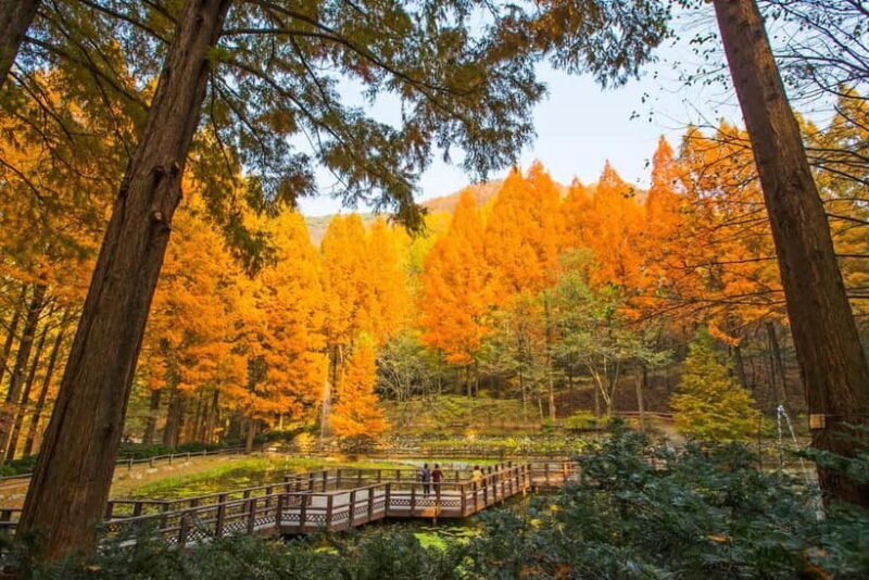 Seoul: Jangtaesan Recreational Forest Autumn Foliage Tour - Practical Details and Tips