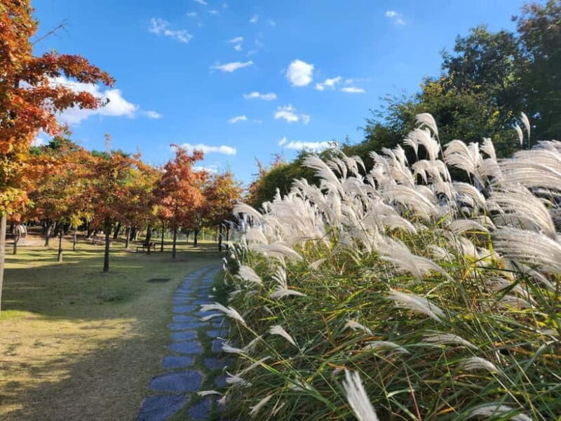 Seoul: Jangtaesan Recreational Forest Autumn Foliage Tour - Why This Tour Is Worth Considering