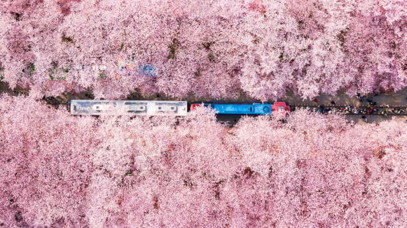 Seoul: Jinhae Cherry Blossom or Random Spring Flowers Tour - Key Points