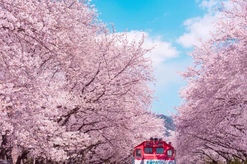Seoul: Jinhae Cherry Blossom or Random Spring Flowers Tour - A Closer Look at the Tour Experience