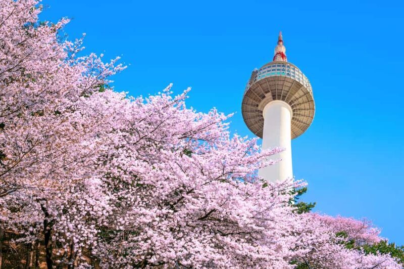 Seoul: Jinhae Cherry Blossom or Random Spring Flowers Tour - Final Thoughts