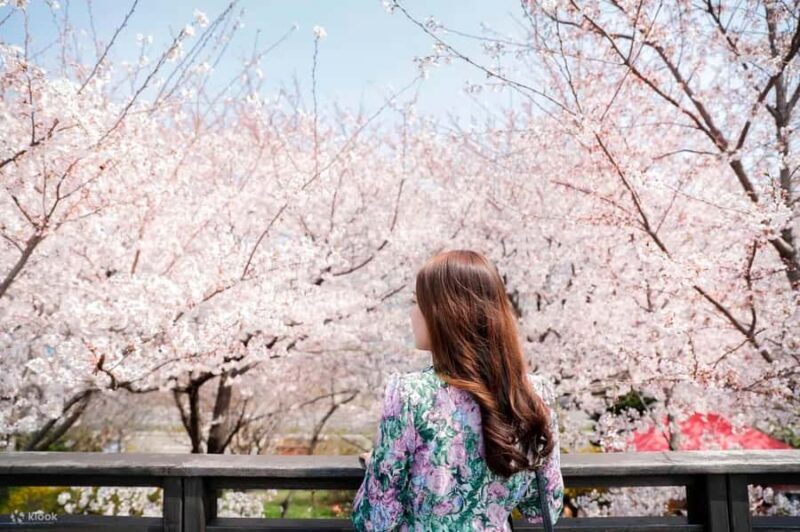 Seoul: King Cherry Blossom or Random Spring Flowers Day Tour - Key Points