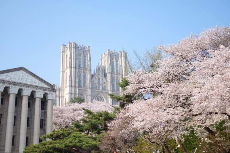 Seoul: King Cherry Blossom or Random Spring Flowers Day Tour - Value and Price Considerations