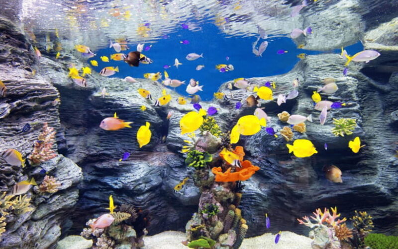 Seoul: Lotte World Aquarium Ticket - Key Points