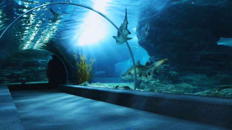 Seoul: Lotte World Aquarium Ticket - Visiting the Aquarium: What You Can Expect