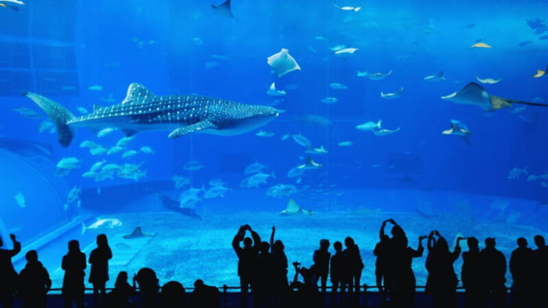 Seoul: Lotte World Aquarium Ticket - Who Will Love This Experience?