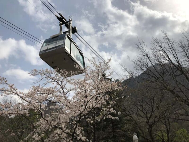 Seoul: Mt.Seorak and Cherry Blossom Lake 1 day trip - Exploring the Itinerary: What to Expect