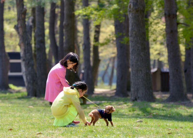 Seoul: Mt Seorak Hike with Naksansa Temple or Nami Island - Price and Overall Value