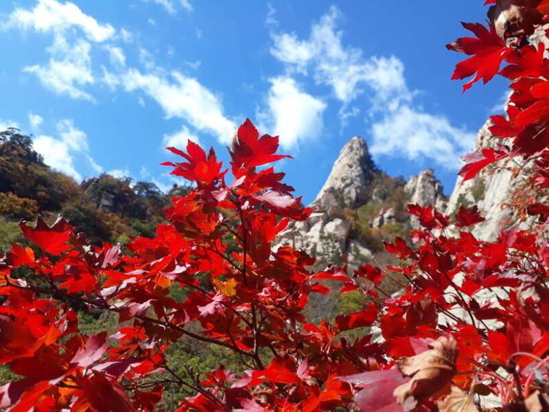 Seoul: Mt.Seorak, Nami Island & Korean Garden, No Shopping - What Travelers Are Saying: Authentic Insights