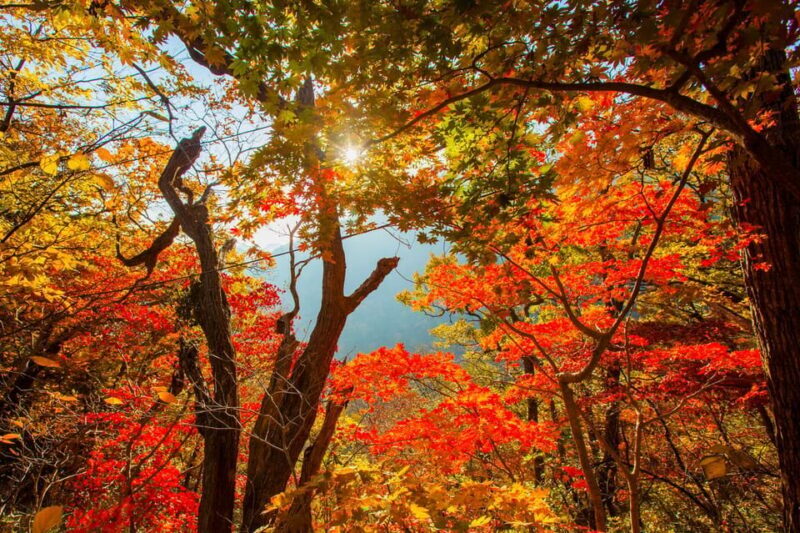 Seoul: Naejangsan National Park Autumn Foliage One Day Tour - Final Thoughts: Who Should Book This Tour?