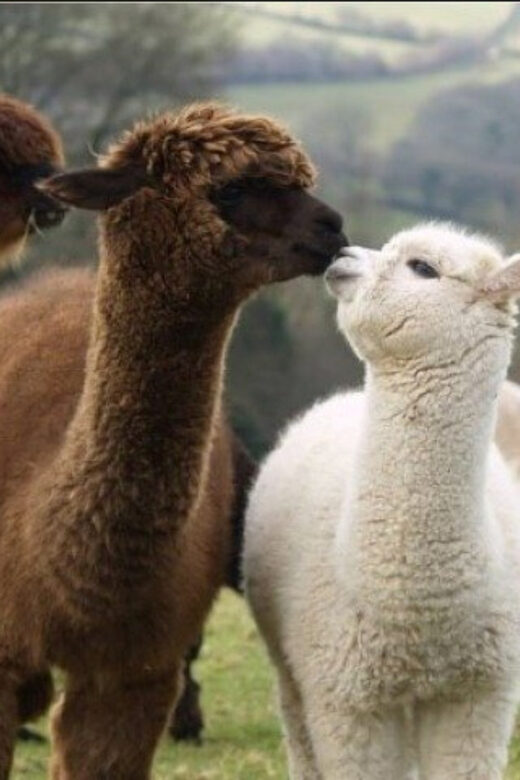 Seoul: Nami and K-Garden with Optional Alpaca Winter Tour - Key Points