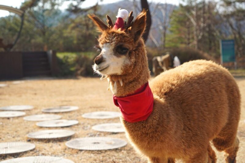 Seoul: Nami Island & Railbike & Begonia Bird Park Day Tour - Closing the Day and Returning to Seoul