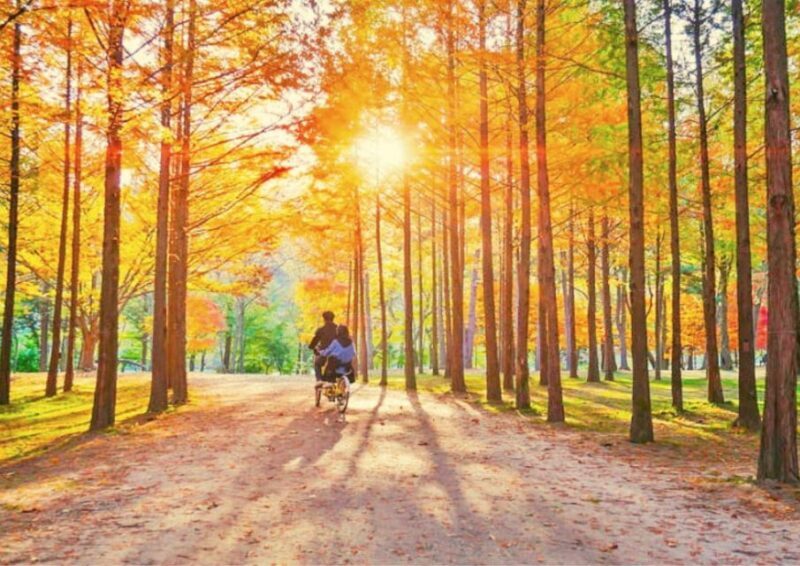 Seoul: Nami, Petite France, Italian Village, Railbike Option - Key Points
