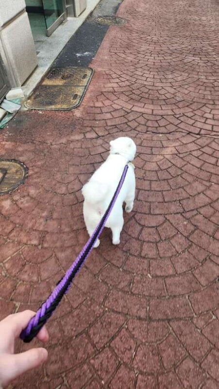 Seoul: Services of a Local for a Day (Paperwork/Tour/Fun) - An Experience Tailored to You