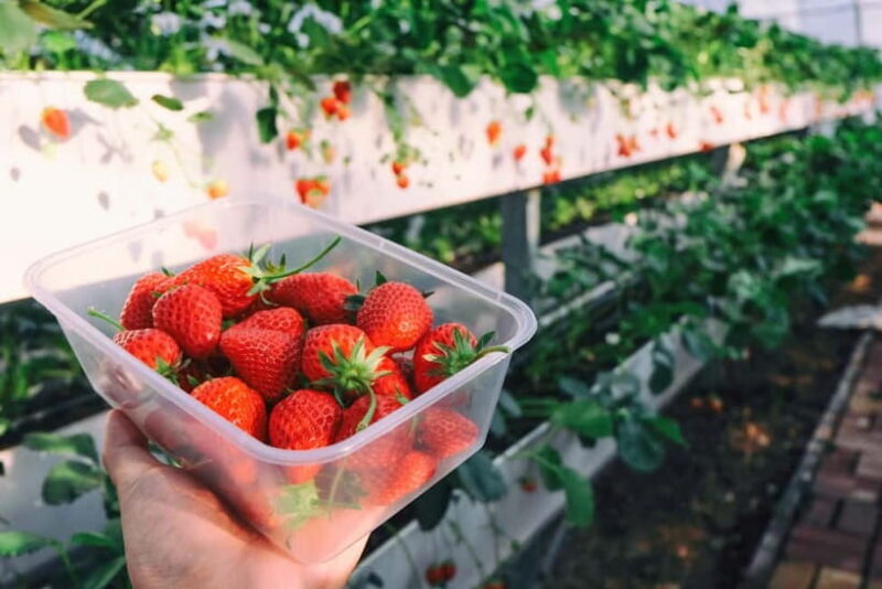 Seoul: Strawberry & Eobi Ice Valley & Nami + Optional Spots - Introduction: A Winter Day Trip Worth Considering