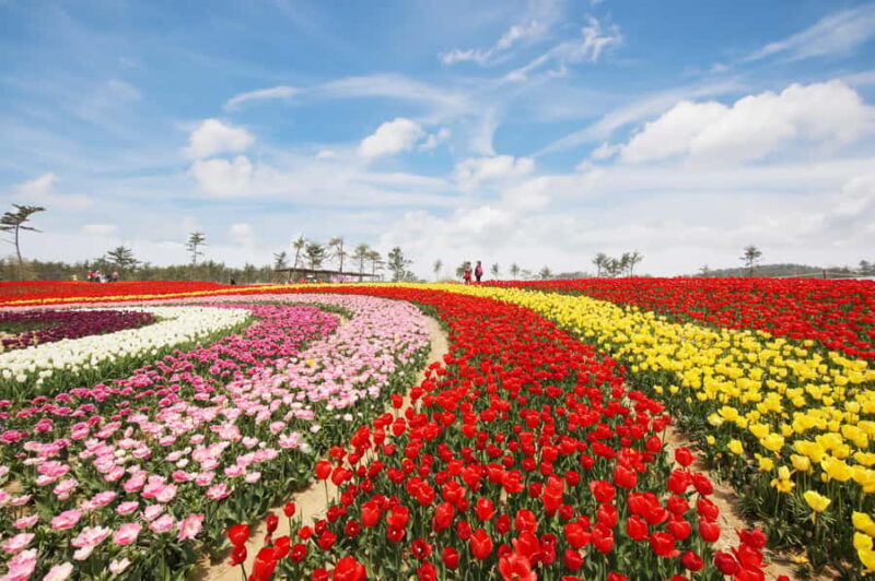 Seoul: Taean Tulip Festival and Strawberry Picking Day Tour - Key Points