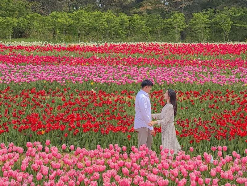 Seoul: Taean Tulip Festival and Strawberry Picking Day Tour - A Detailed Look at the Tour
