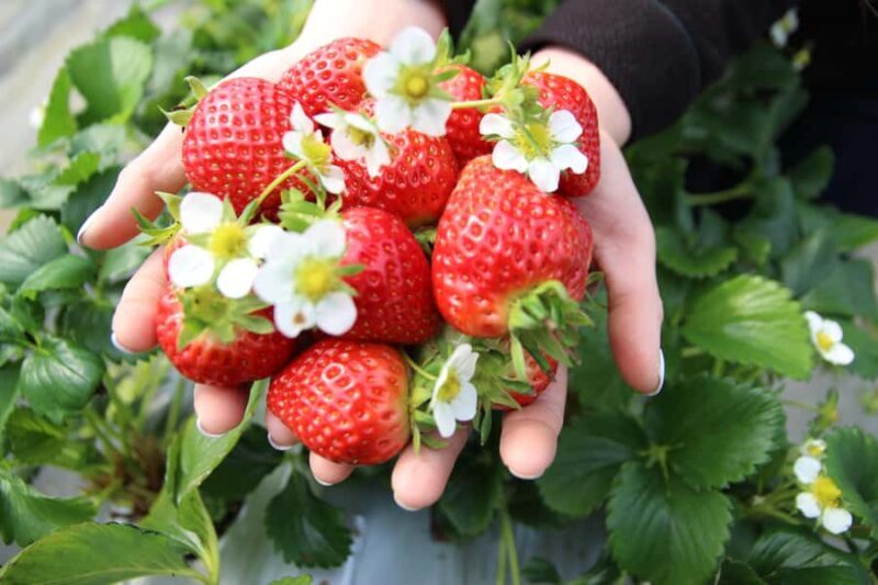 Seoul: Taean Tulip Festival and Strawberry Picking Day Tour - Who Will Love This Tour