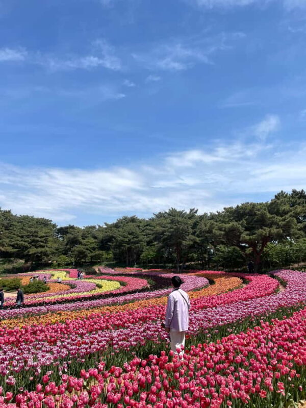 Seoul: Taean Tulip Festival and Strawberry Picking Day Tour - Final Thoughts