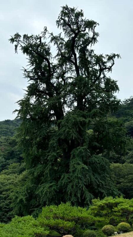 Seoul: "Taste Korea Slow" Full Day Escape & Wellness Tour - Frequently Asked Questions