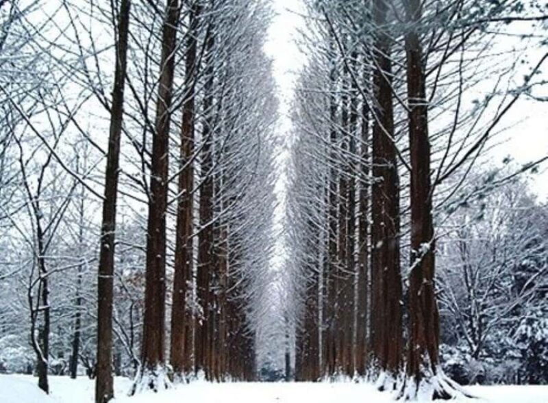 Seoul: Winter Wonder, Mt. Seorak & Nami island & Eobi Valley - Key Points