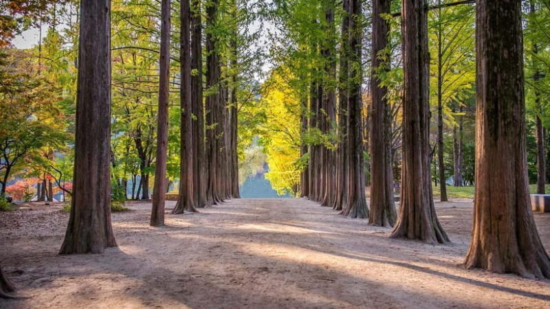 Seoul:Private-Nami Island,Morning Calm Garden,Petite France - Key Points