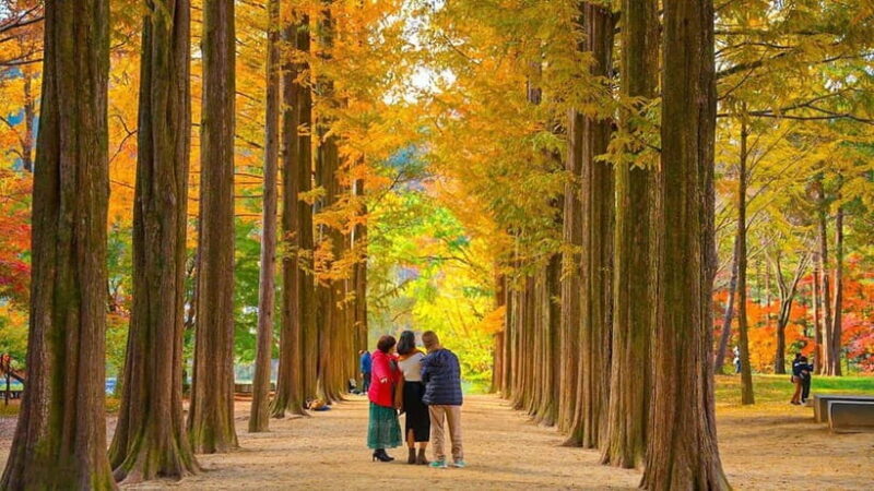 Seoul:Private-Nami Island,Morning Calm Garden,Petite France - Petite France: A French-Inspired Village Fairy Tale