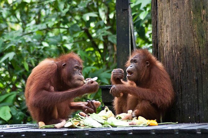 Sepilok Orang Utan, Labuk Bay Proboscis Monkey and Sun Bear Tour - The Itinerary in Detail