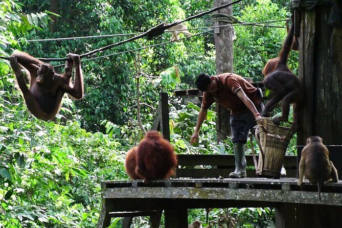 Sepilok Orang Utan, Labuk Bay Proboscis Monkey and Sun Bear Tour - Final Recommendation