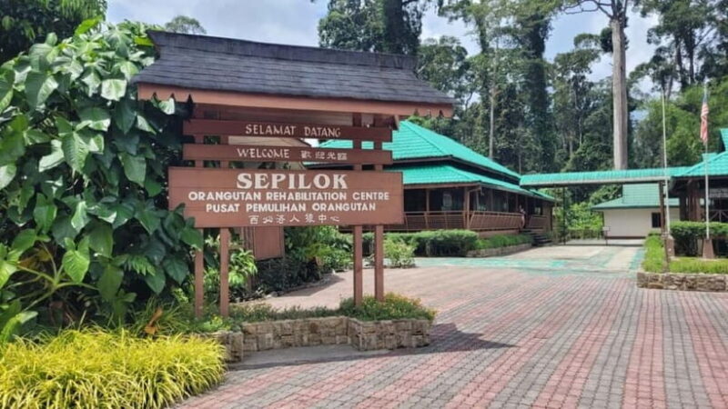 Sepilok OrangUtan, Sun Bear & Labuk Bay Full Day Trip - Key Points