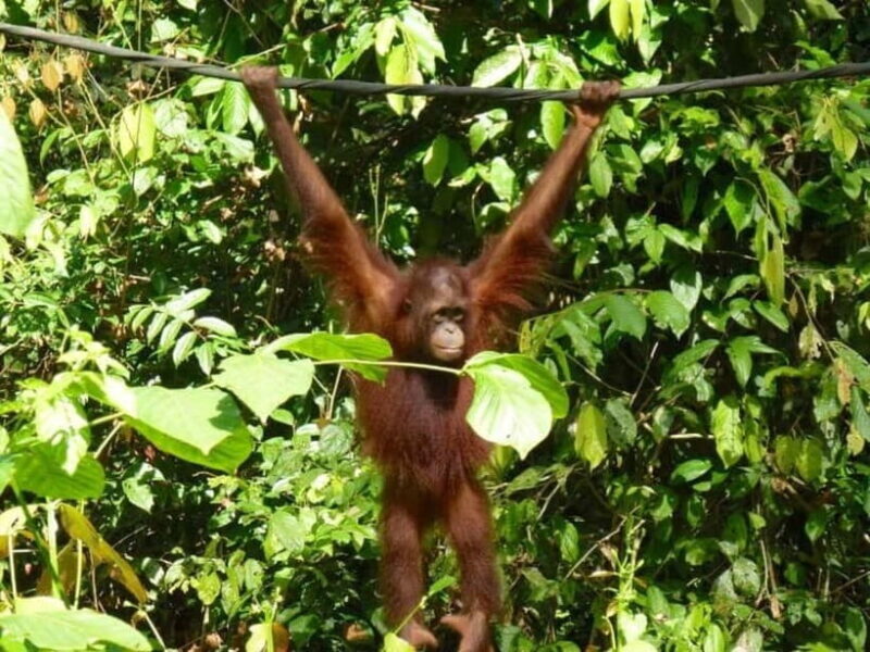 Sepilok OrangUtan, Sun Bear & Labuk Bay Full Day Trip - A Practical Breakdown of the Experience