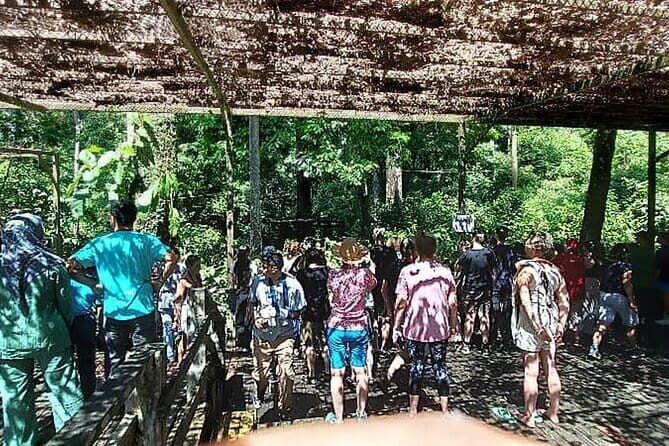 Sepilok Orangutan , SunBear, Proboscis Monkey from Sandakan City - An Honest Look at the Experience