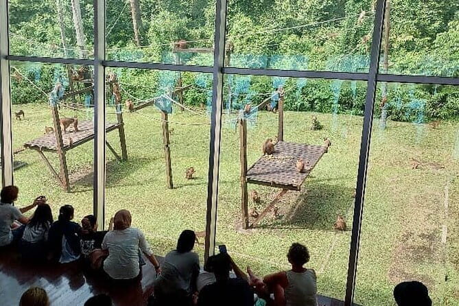 Sepilok Orangutan , SunBear, Proboscis Monkey from Sandakan City - Final Thoughts